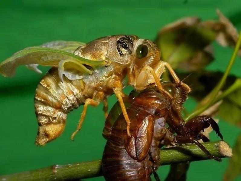 Use a flashlight to find the cicada larva and watch its "golden cicada ...