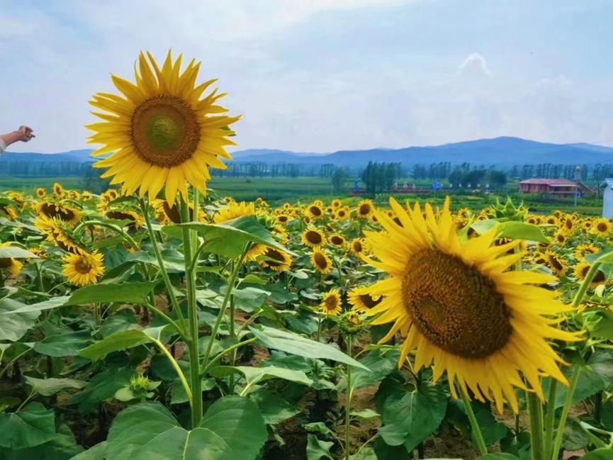Zhong Yuan: Blossoming Sunflowers Facing the Sun - iNEWS