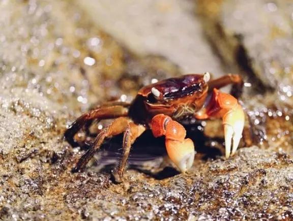(Science) Why do crabs walk sideways? - iNEWS