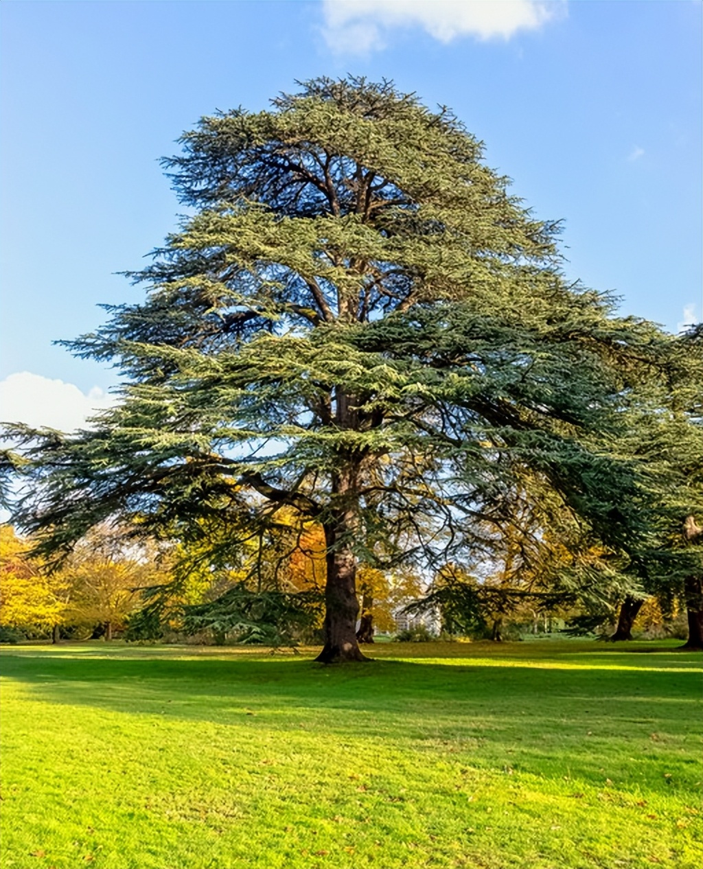 What role has the history and significance of cedar, Lebanon's timber ...