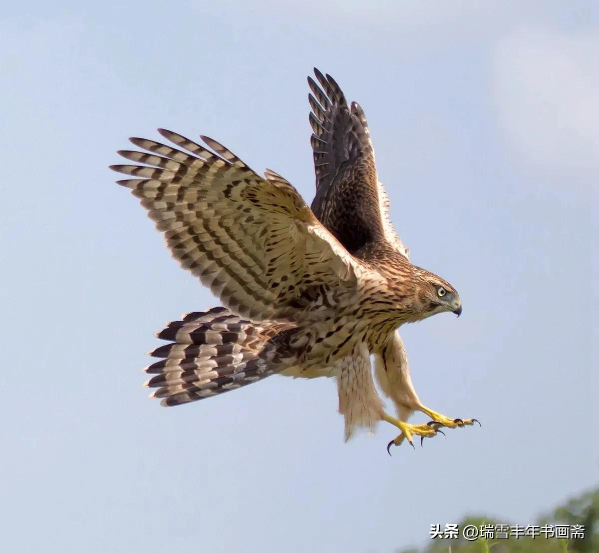 The visionary goshawk bird is good at flying birds in the forest ...