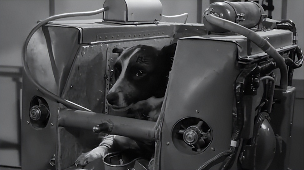 From a stray dog to a space hero, Laika's legendary life and tragic ...