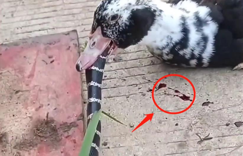 Awesome my duck! The big black duck swallowed the snake as a "spicy ...