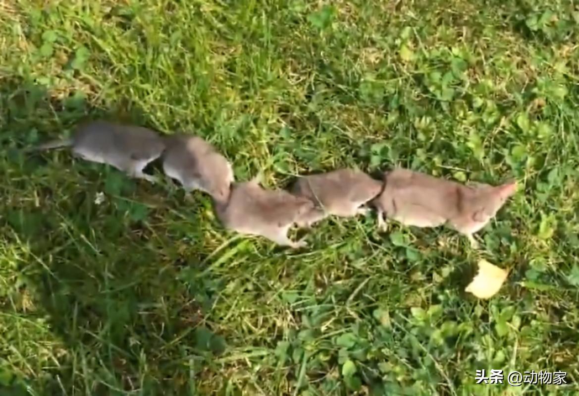 Is it true that animals "predict earthquakes"?Look at the abnormal ...