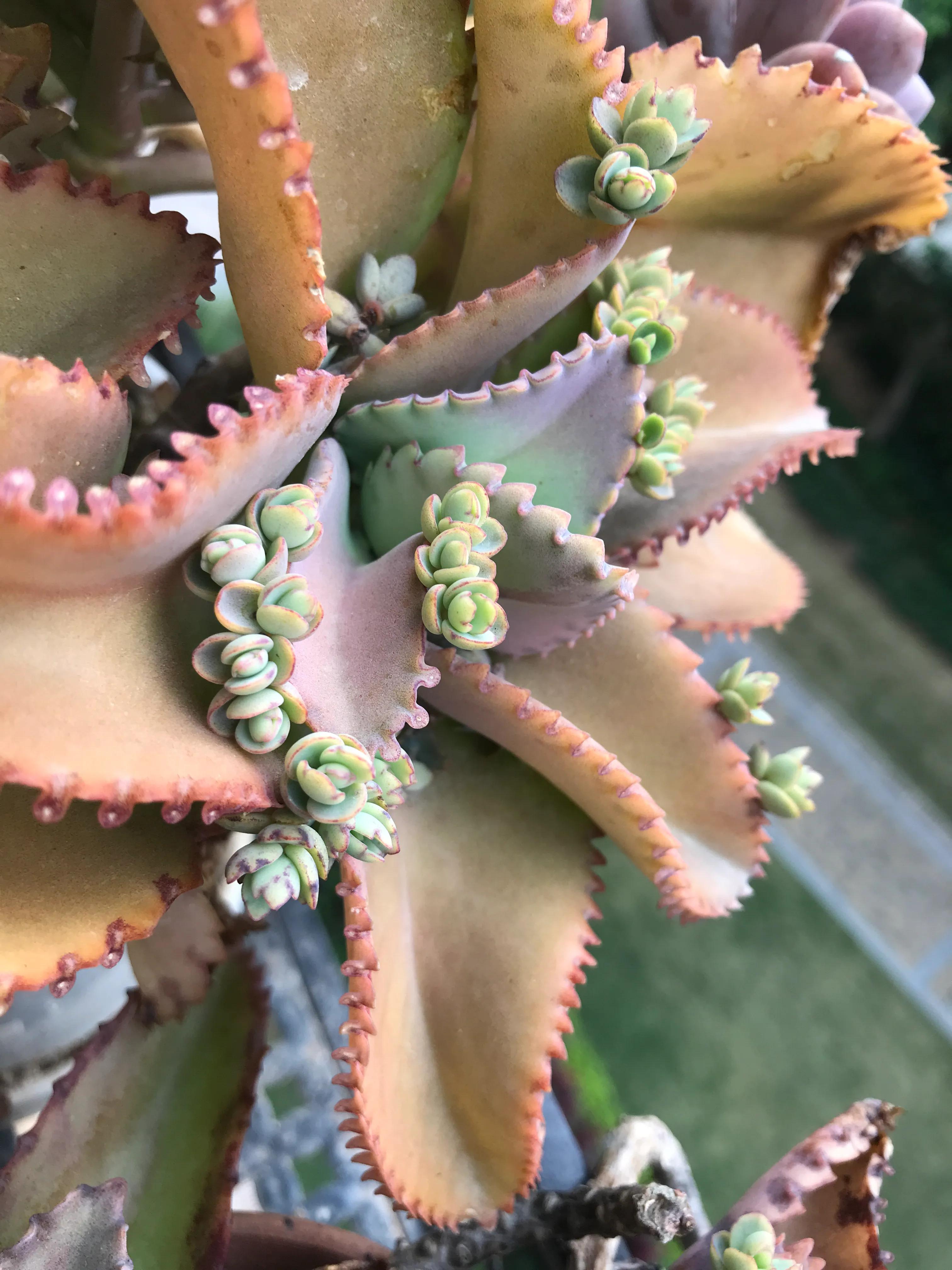 Plant invaders - iNEWS