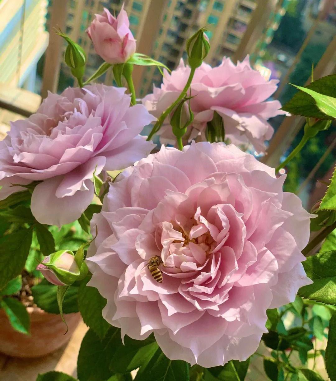 Sharing rose varieties - magic purple rose - iNEWS