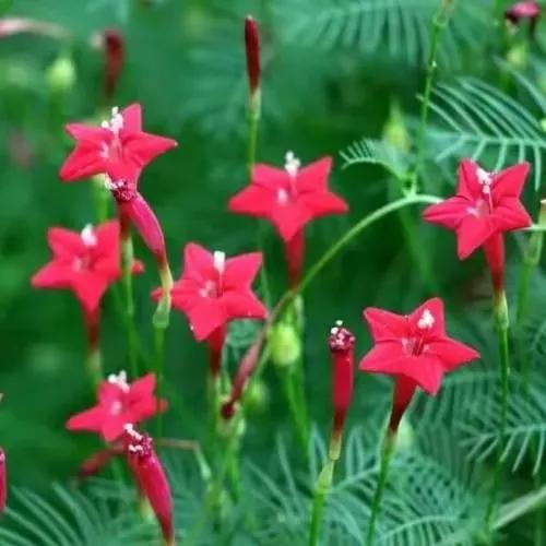 Share beautiful photos: especially beautiful little five-star - iNEWS