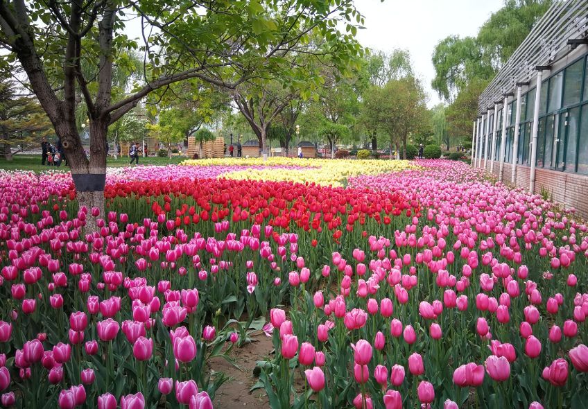 Beijing World Flower Grand View Garden has a variety of flower ...