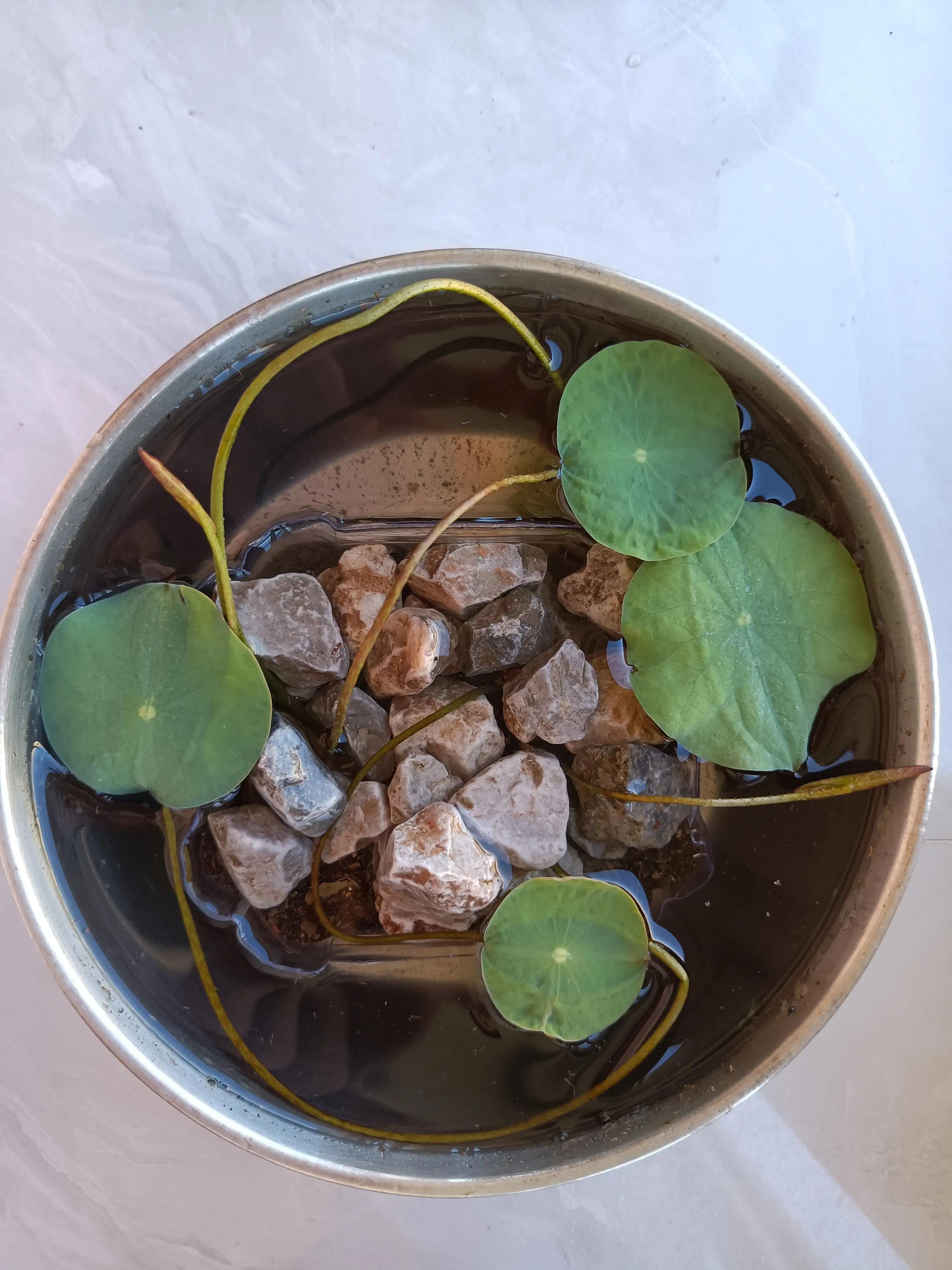 Bowl lotus, soil planting - iNEWS