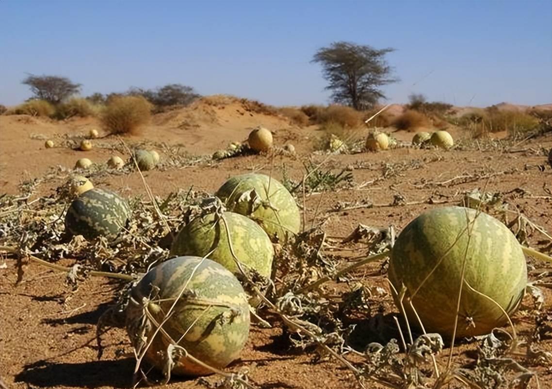 Mysterious Desert Watermelon: The Mystery of the Forgotten Forbidden ...