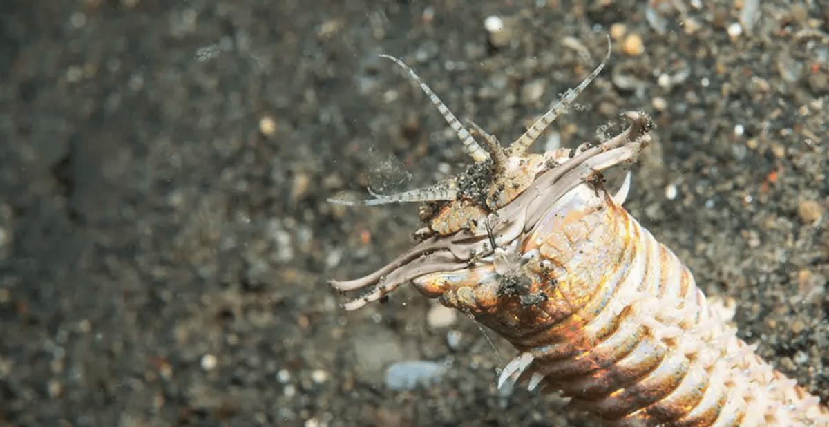 Known as the "undersea meat grinder", it can cut a fish in half with ...