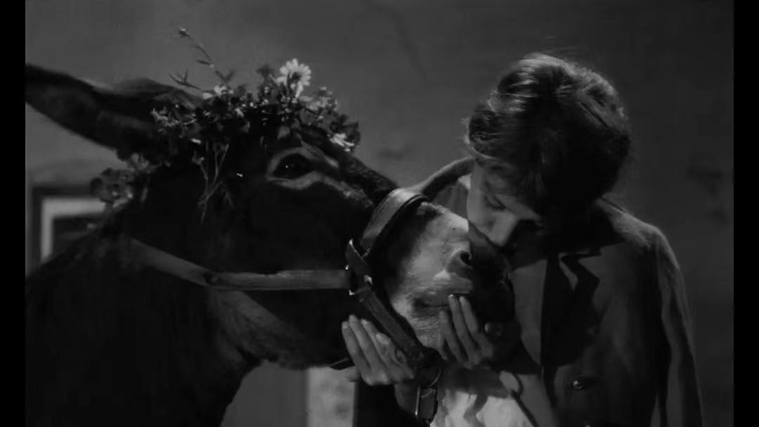 Don't take a donkey as an actor! In the movie, the donkeys with ...