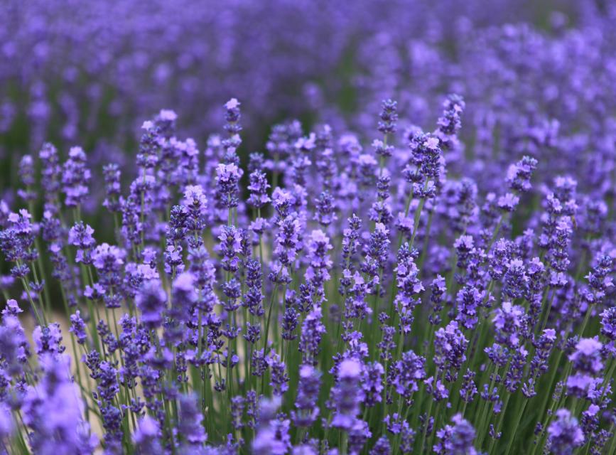 In 1984, a rare family portrait of Li Peng, his wife Zhu Lin, and ...