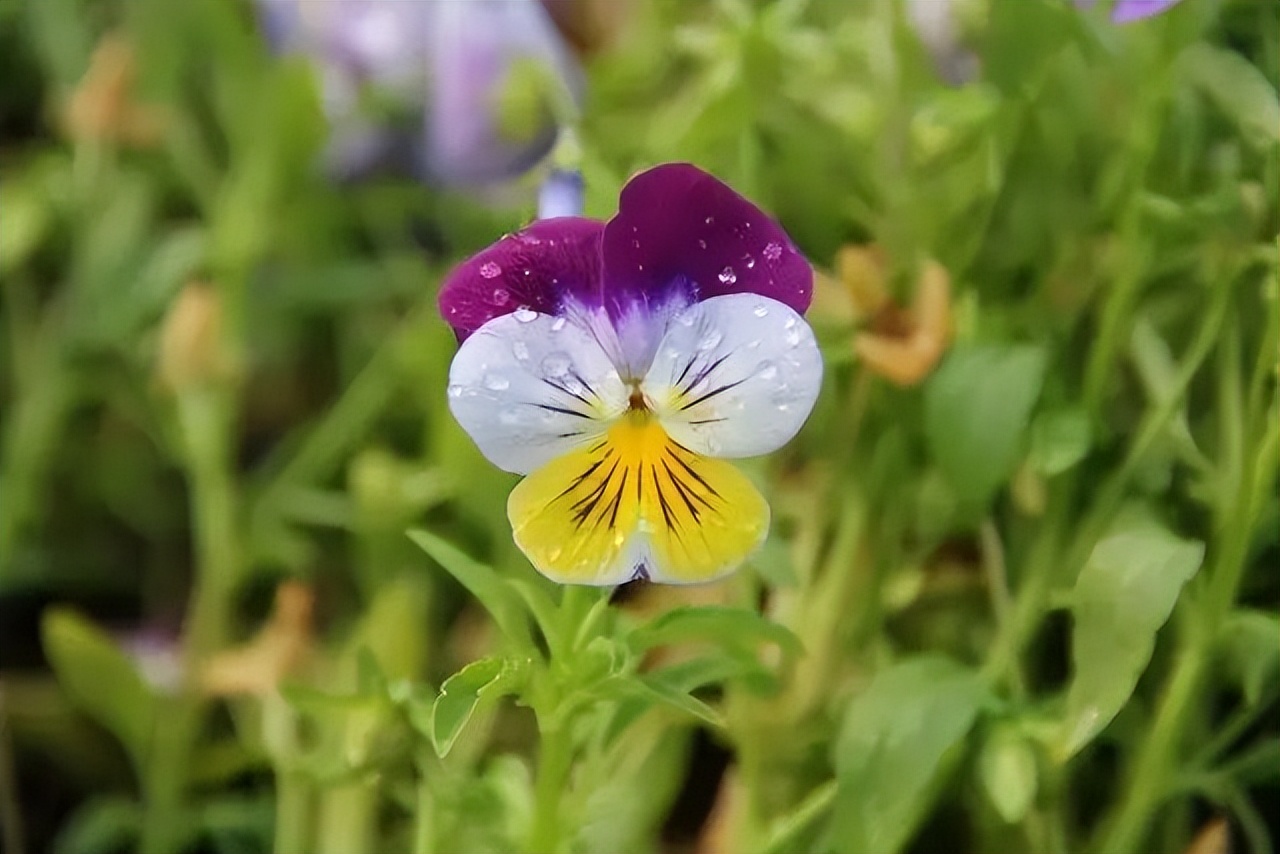 15 Fragrant Flowers to Plant in Spring and Fall - iMedia