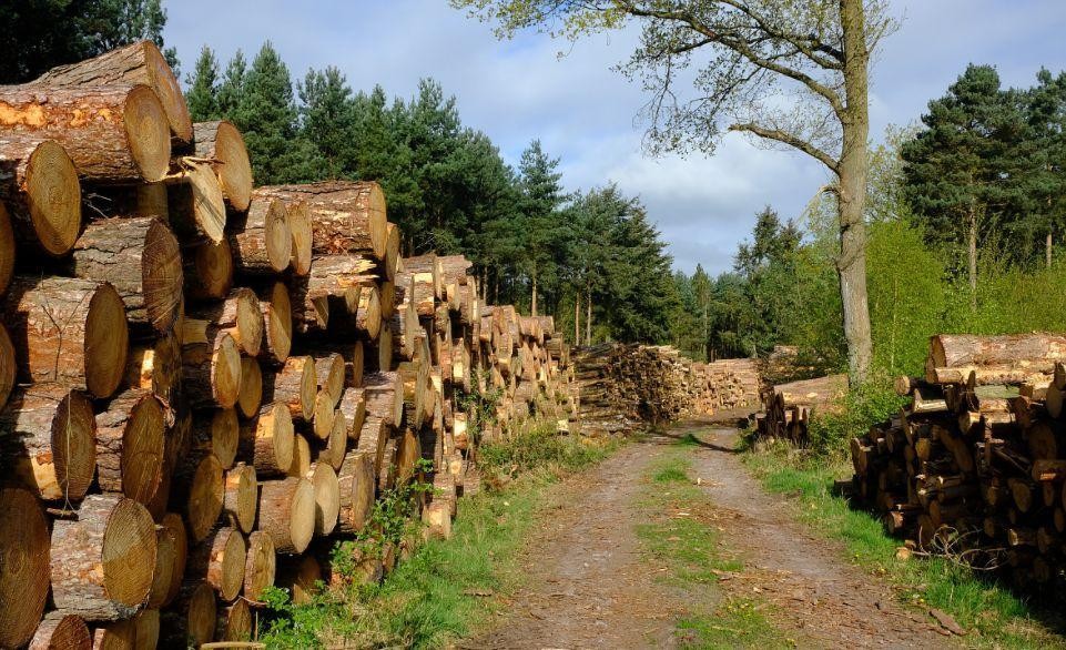 Why did the timber trade become a hub between medieval England and the ...