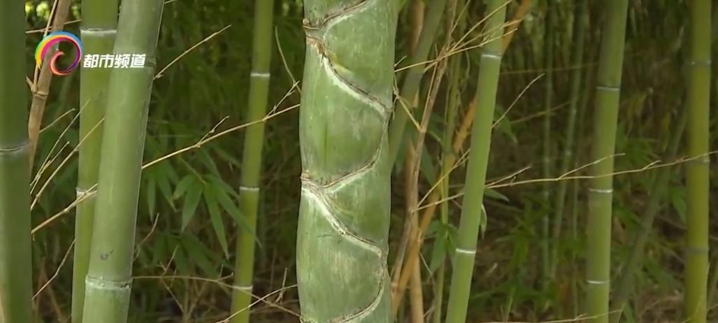 Exploring the rare bamboo garden, Jinyuanbaozhu, have you seen it? - iNEWS