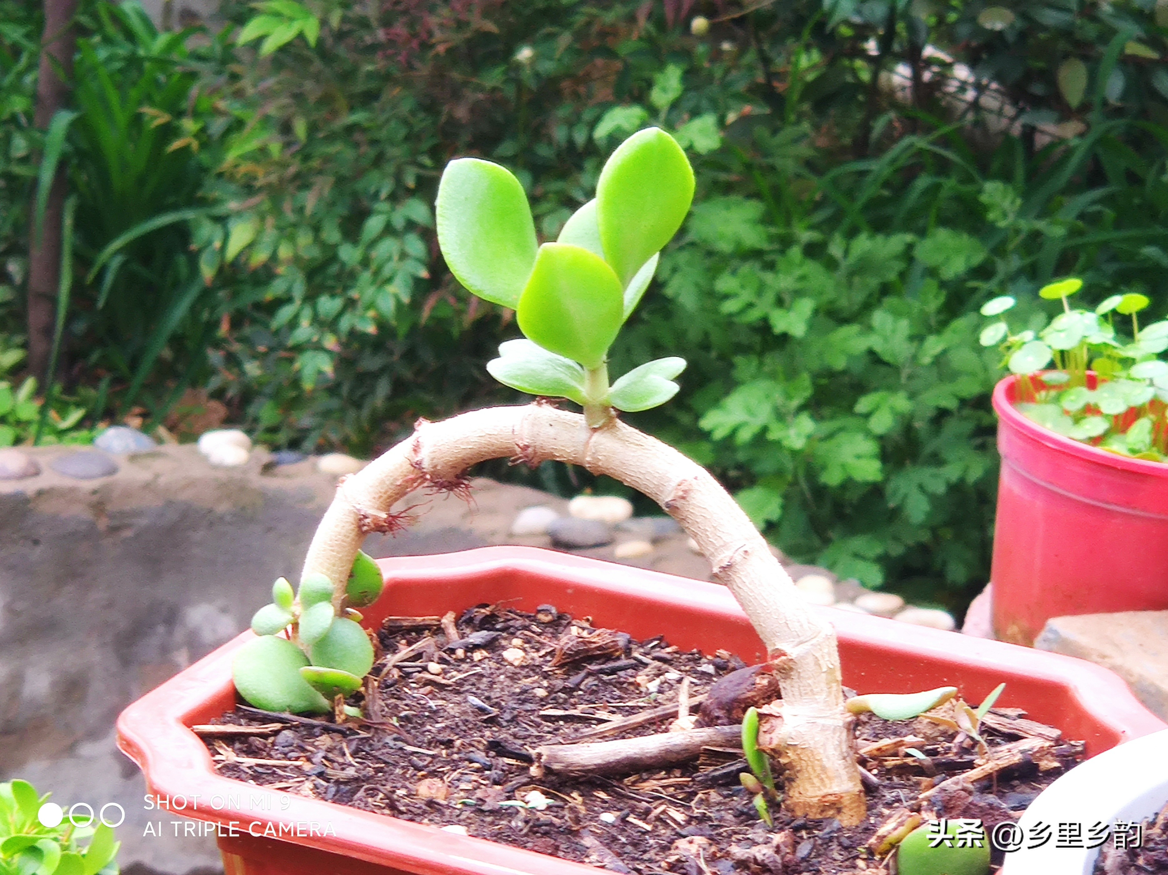 If the eucalyptus has rotten roots, leaves become soft, and the water ...