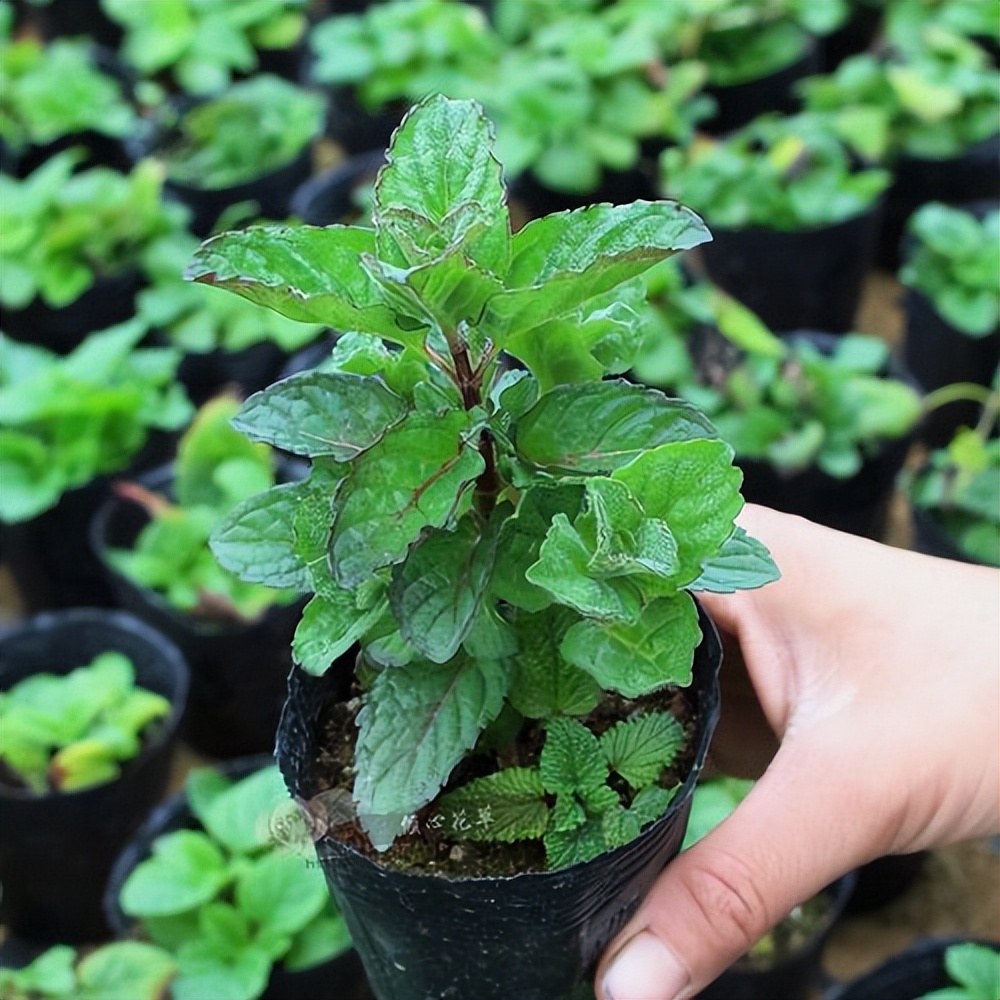 How to grow mint potted plants - iNEWS