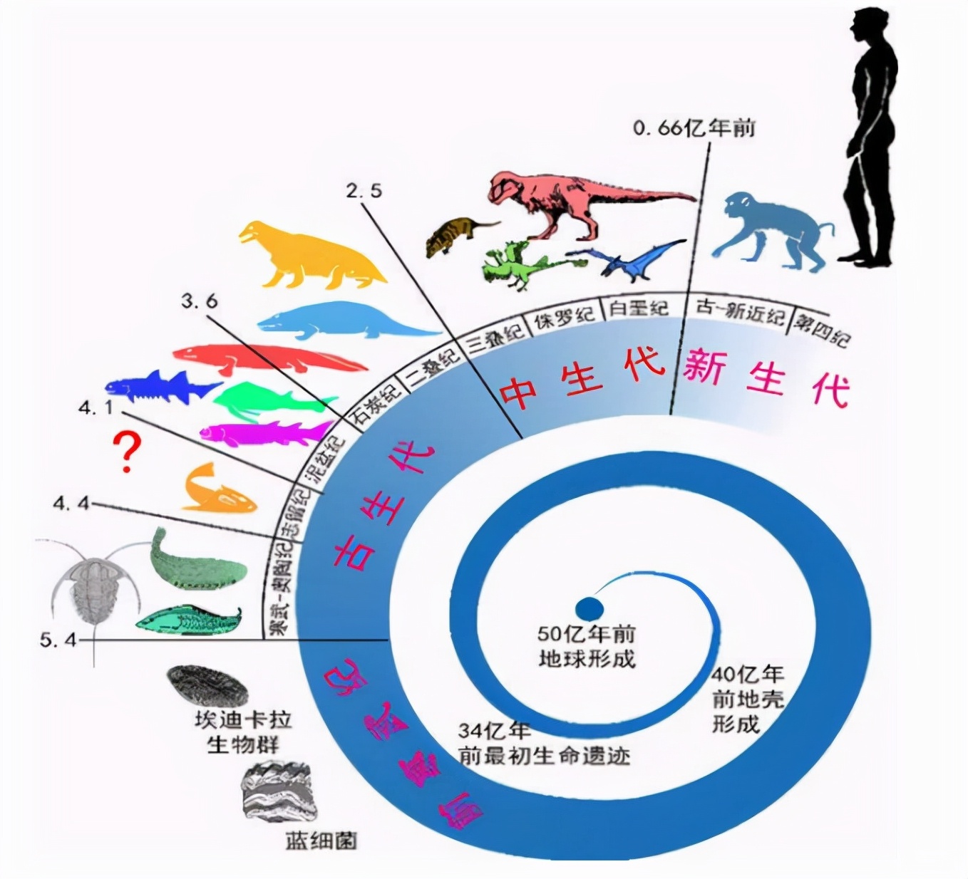 Why do most males use the same organ for copulation and urination, and ...