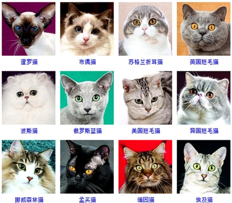 Why do male cats have to grow barbs to scratch females?What is the ...