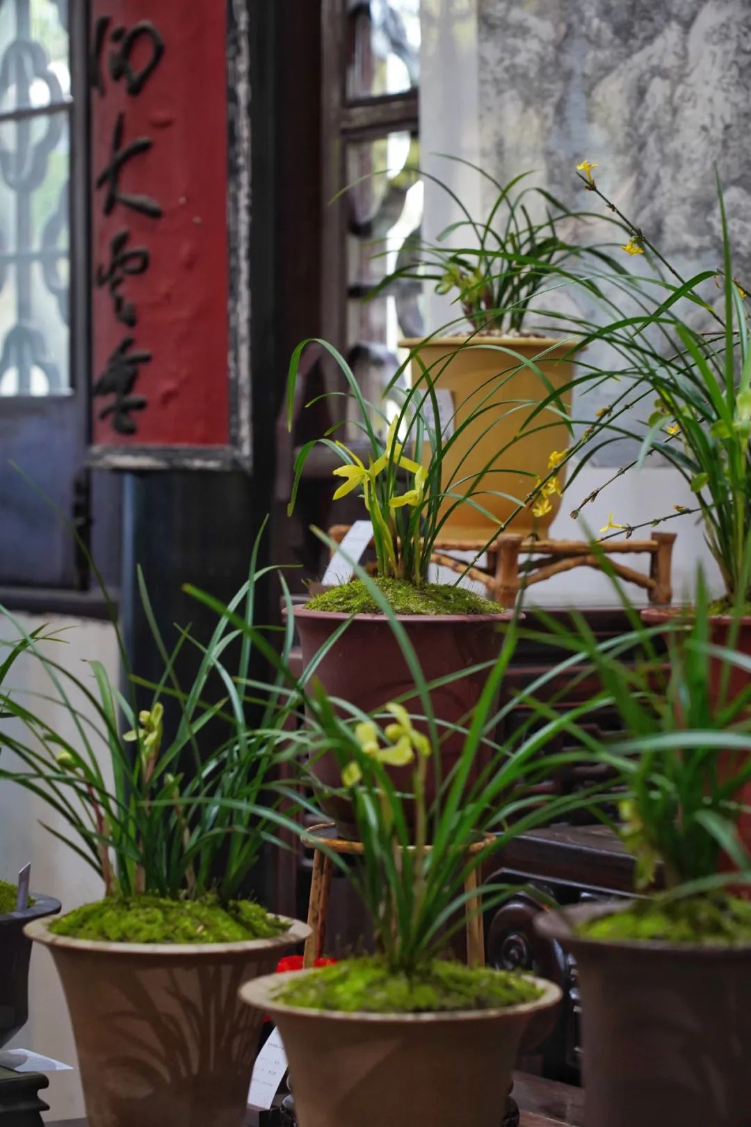 Chinese orchids in early spring - iMedia