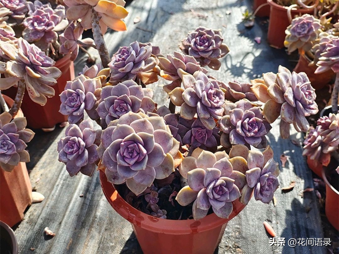 The five-year-old "Zi Le" is beautiful, and the other succulents have ...