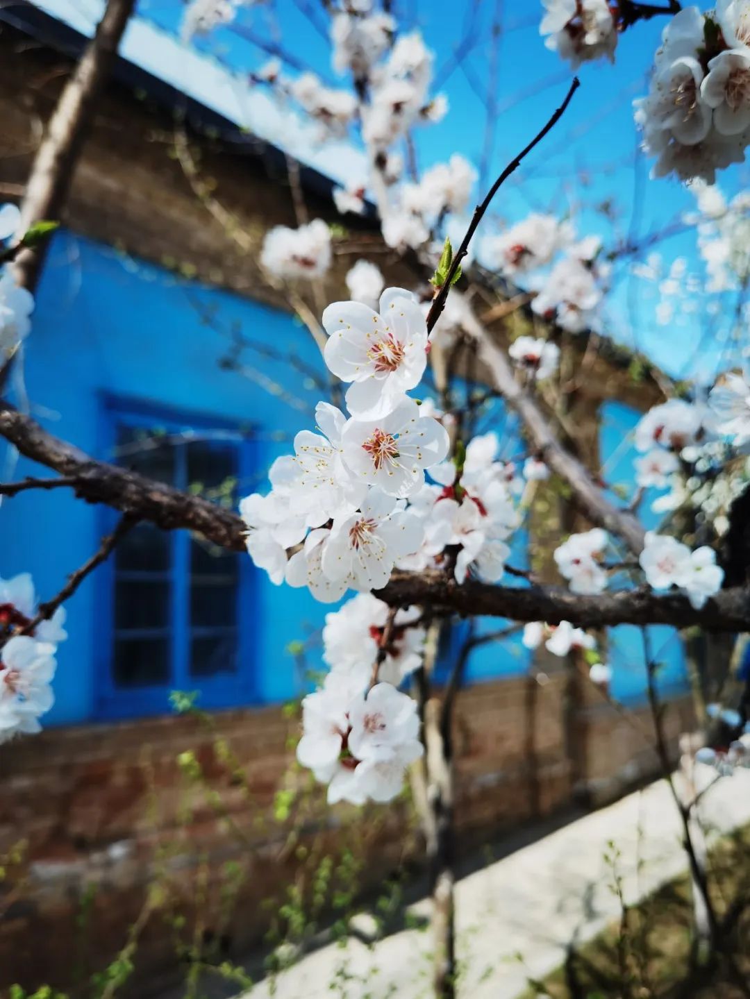 Beautiful Xinjiang - Yining City where apricot flowers bloom - iNEWS
