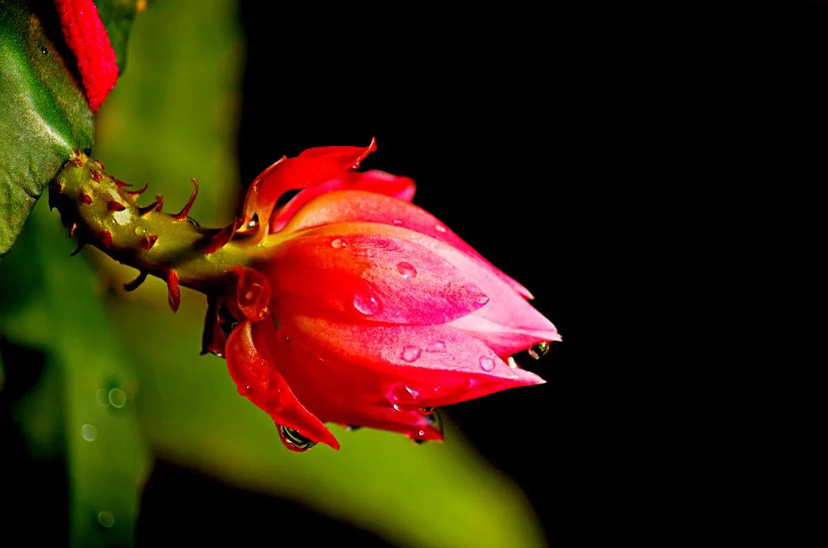 Original Poetry · Chanting Immortal Sword Flower · - iMedia