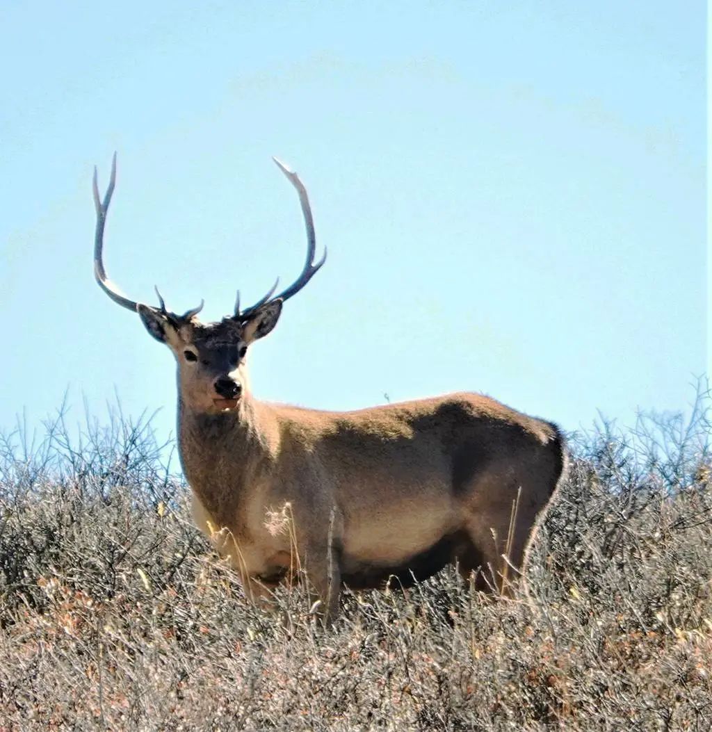 Bird photography group of brown-tailed rainbow chick, blood pheasant ...