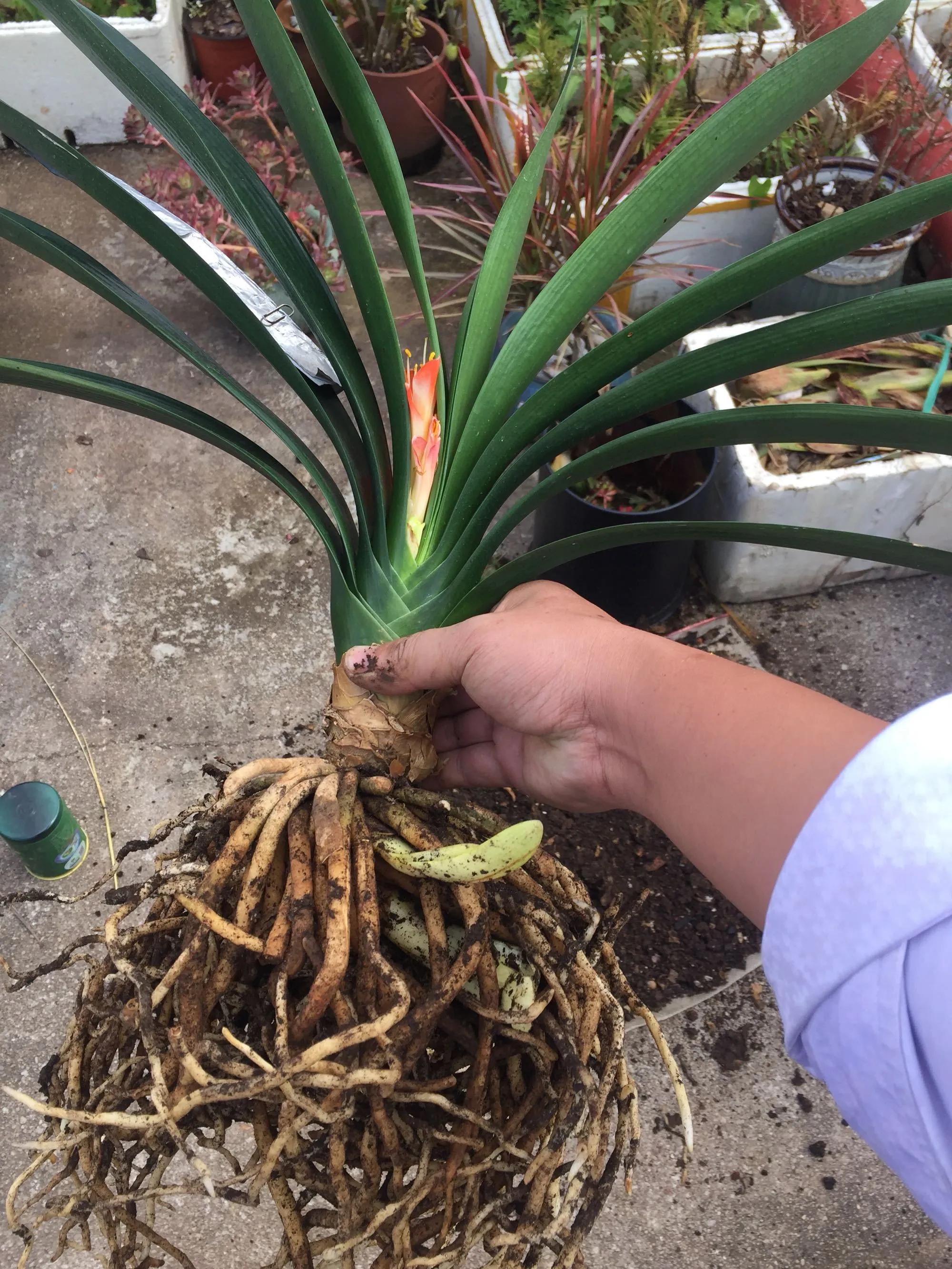 After the beginning of summer, Clivia needs to be "rich" and "satisfied ...