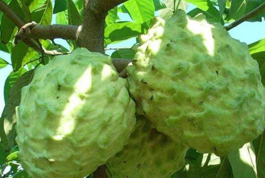 How to eat Sakyamuni, the correct way to eat Sakyamuni - iNEWS