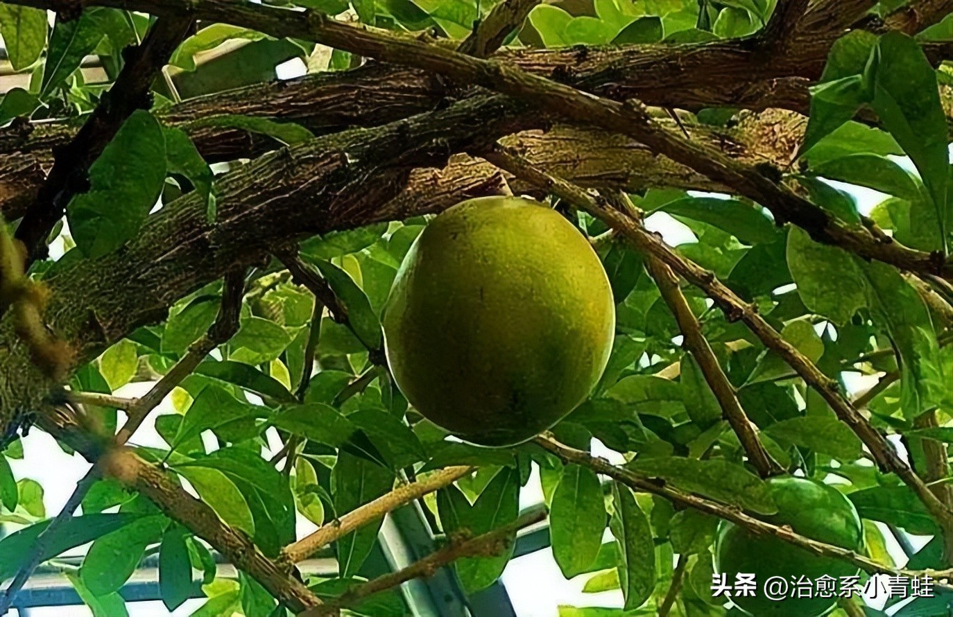 The world's most dangerous bomb tree "explodes" - iNEWS