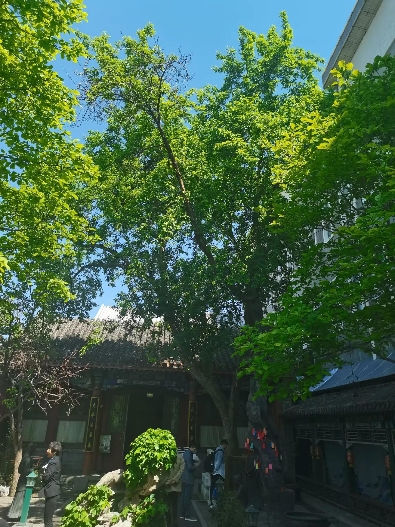 "Iron Teeth Bronze Teeth" first love lover - iMedia