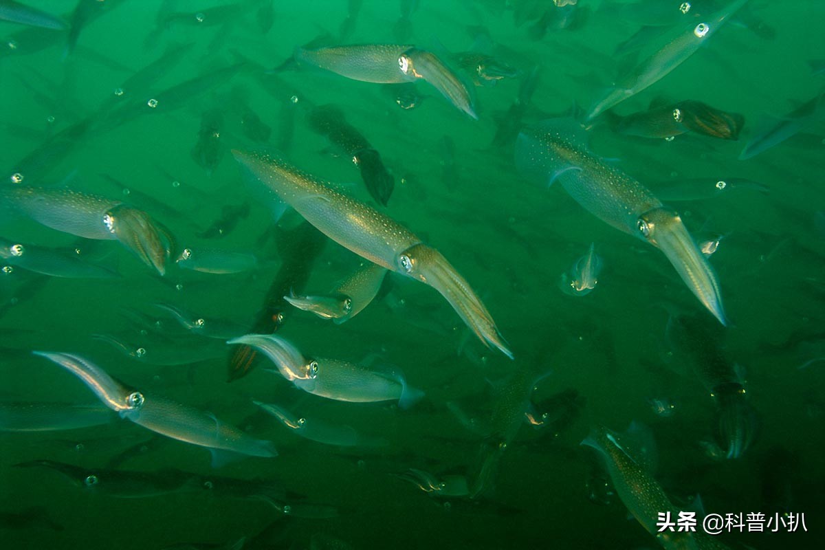 Catch 500,000 tons a year!Squid can't finish eating and multiply ...
