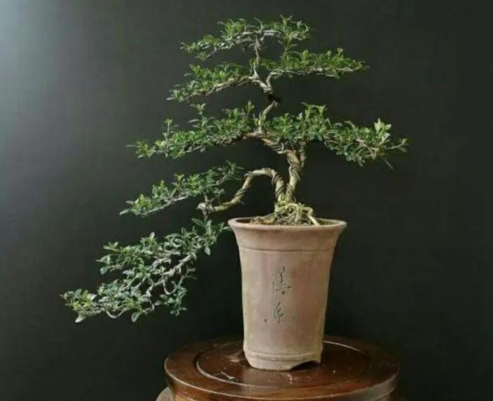 To maintain the snow bonsai in June, master these 5 points, easy to ...