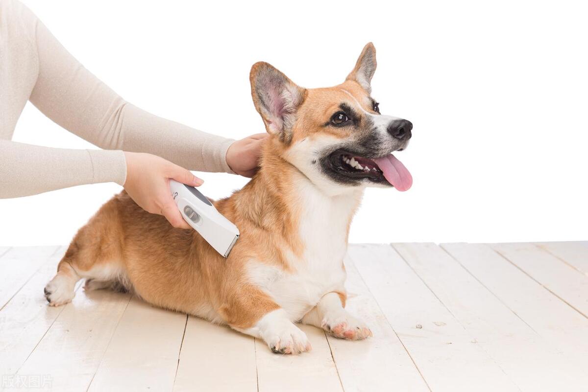 How do dogs regulate their body temperature in the hot summer? - iNEWS