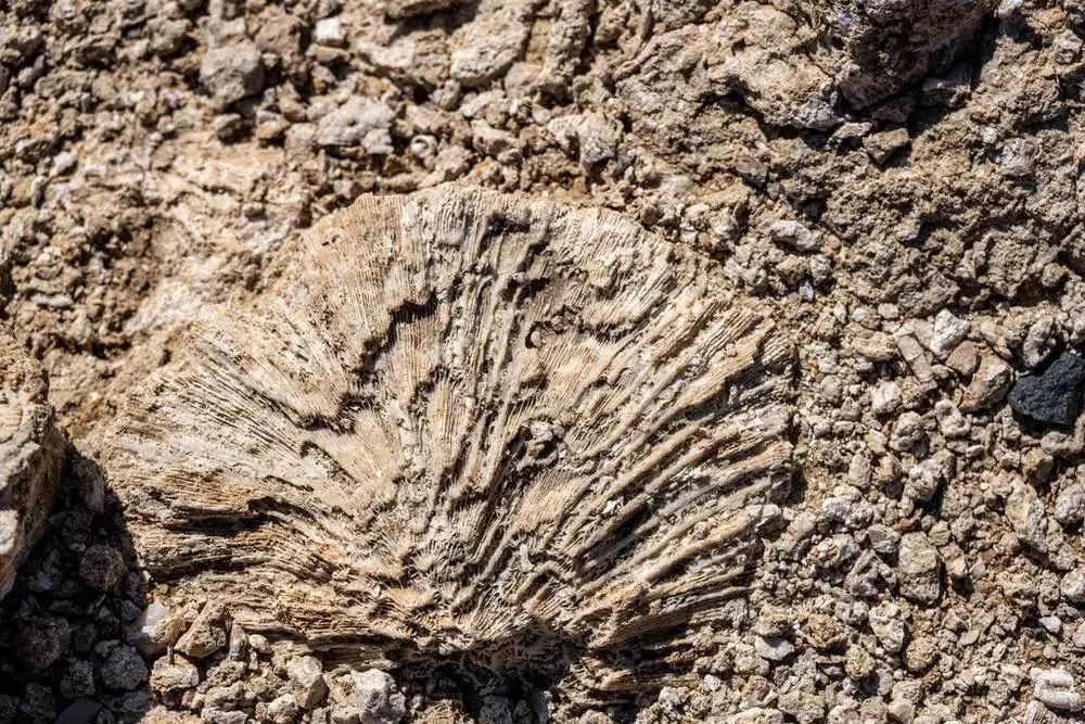The Secret About Fossils - iNEWS