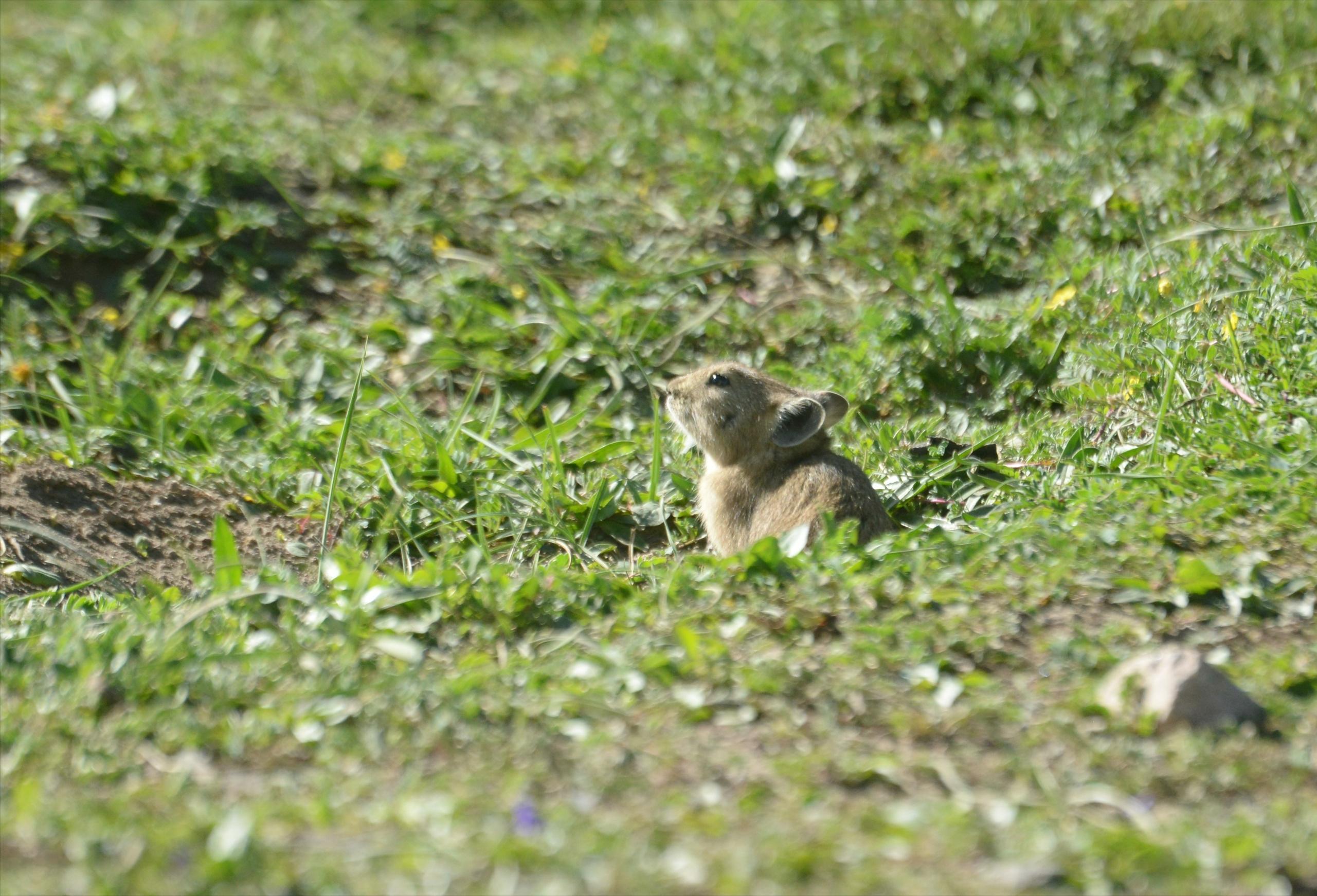 Rabbit that looks like a mouse - iNEWS