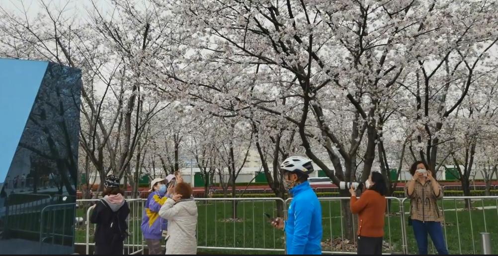Cherry blossoms attract tourists in the Riverside Park in Xuhui ...