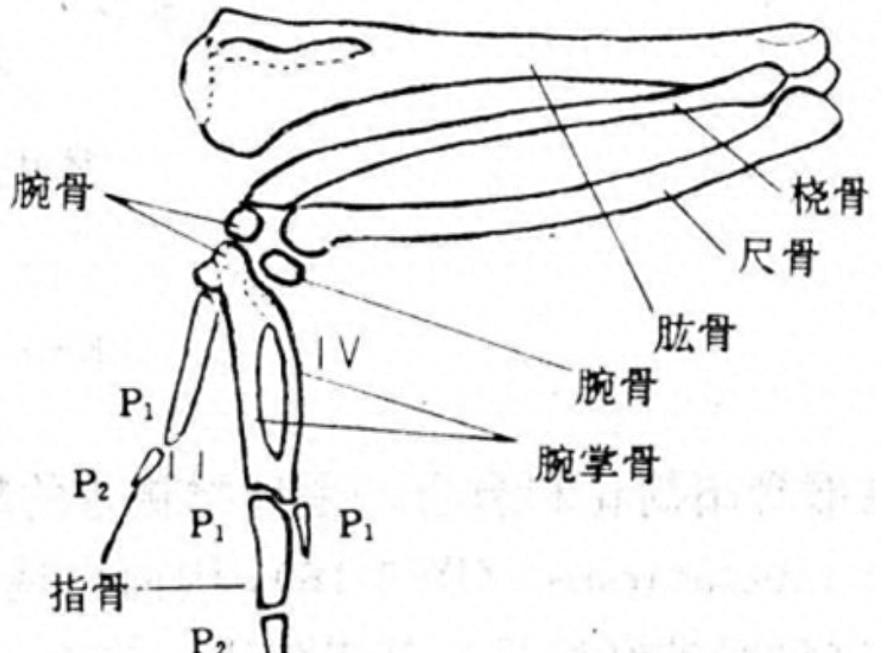 Humans evolved from fish, as evidenced by fossils. How did we evolve ...
