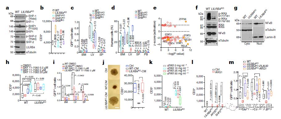 Immune-Onc and BeiGene Collaborate on Clinical Trial of LILRBs in Combination with Tislelizumab ...