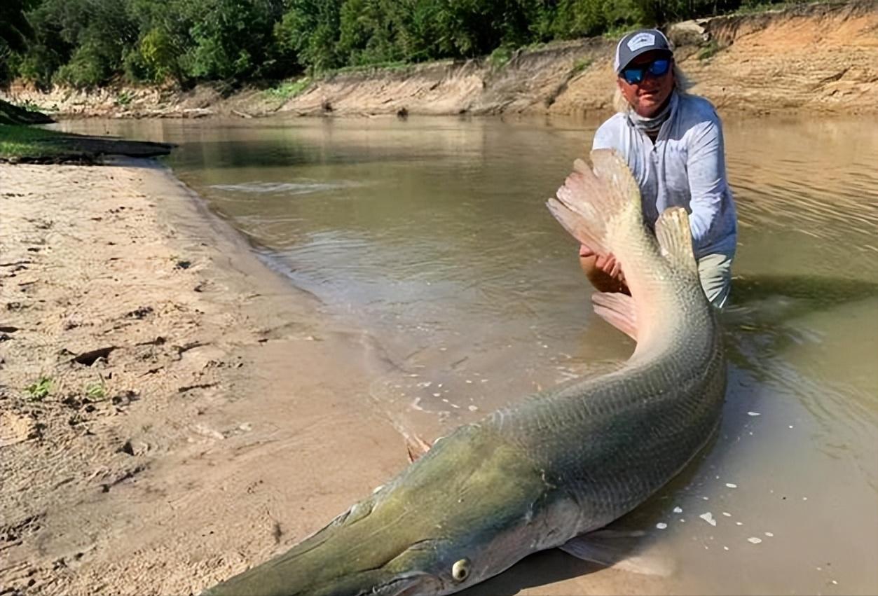 "Man-eating sharks" in the freshwater world, how terrible is the ...