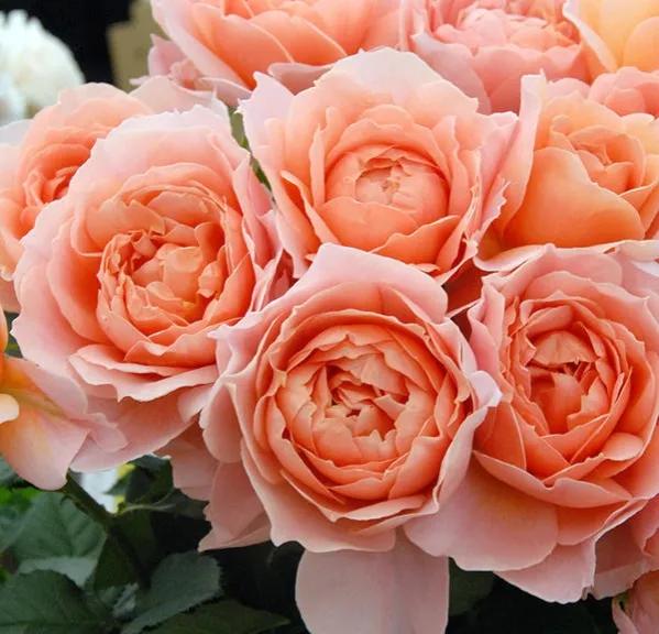 Keiji Kunieda's "Akane Series" rose varieties - iNEWS