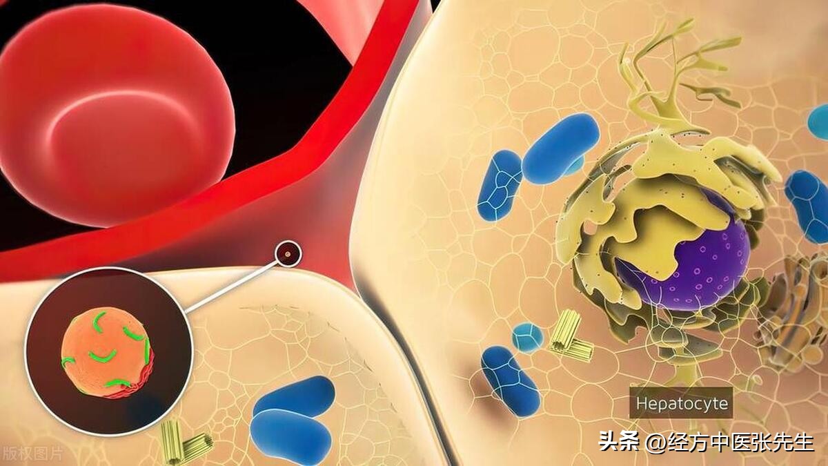 Protracted Healing of Chronic Liver Disease: TCM Nourishing Stomach and ...