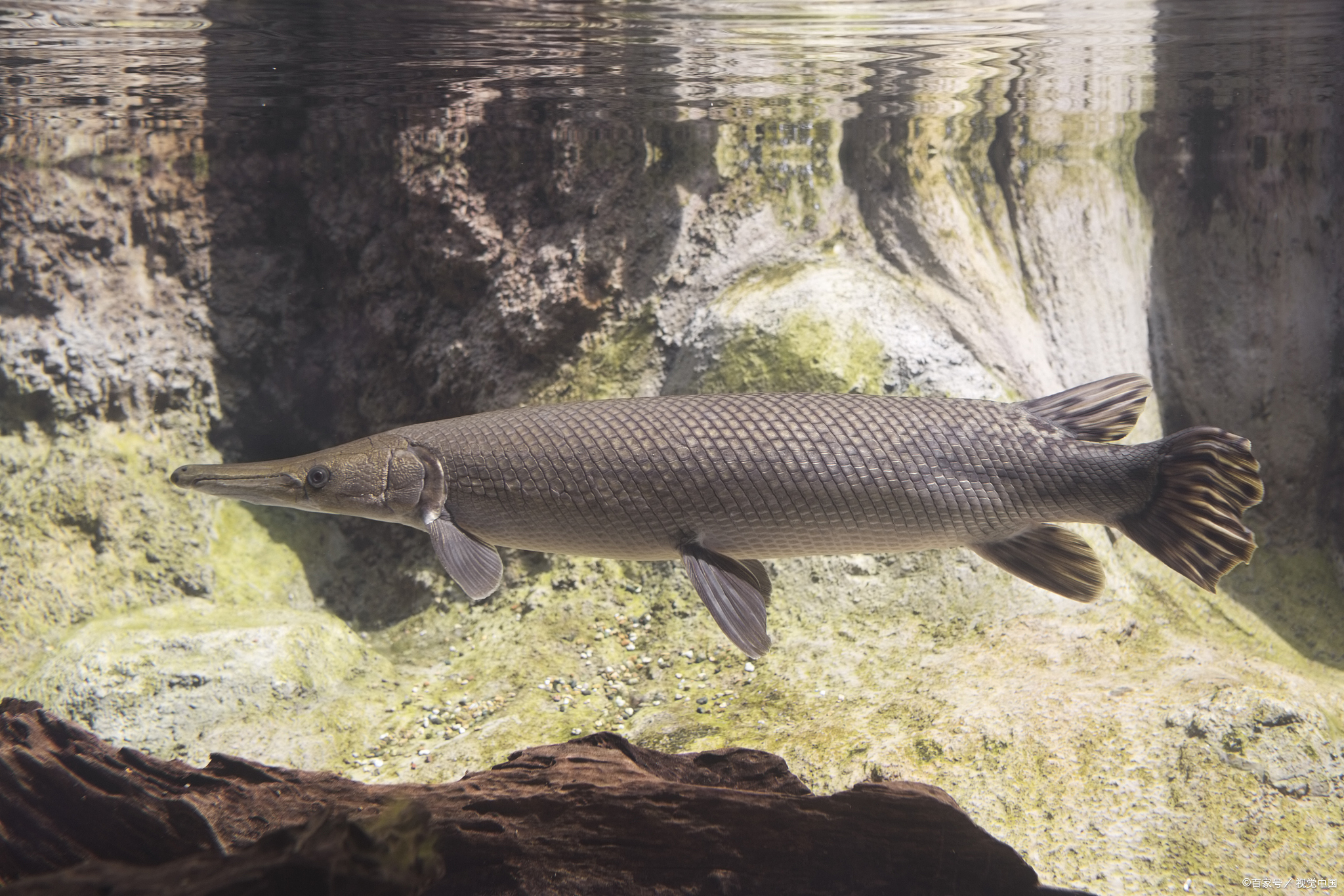 The Alligator Gar in Detail - Dangerous, but Not That Dangerous - iNEWS
