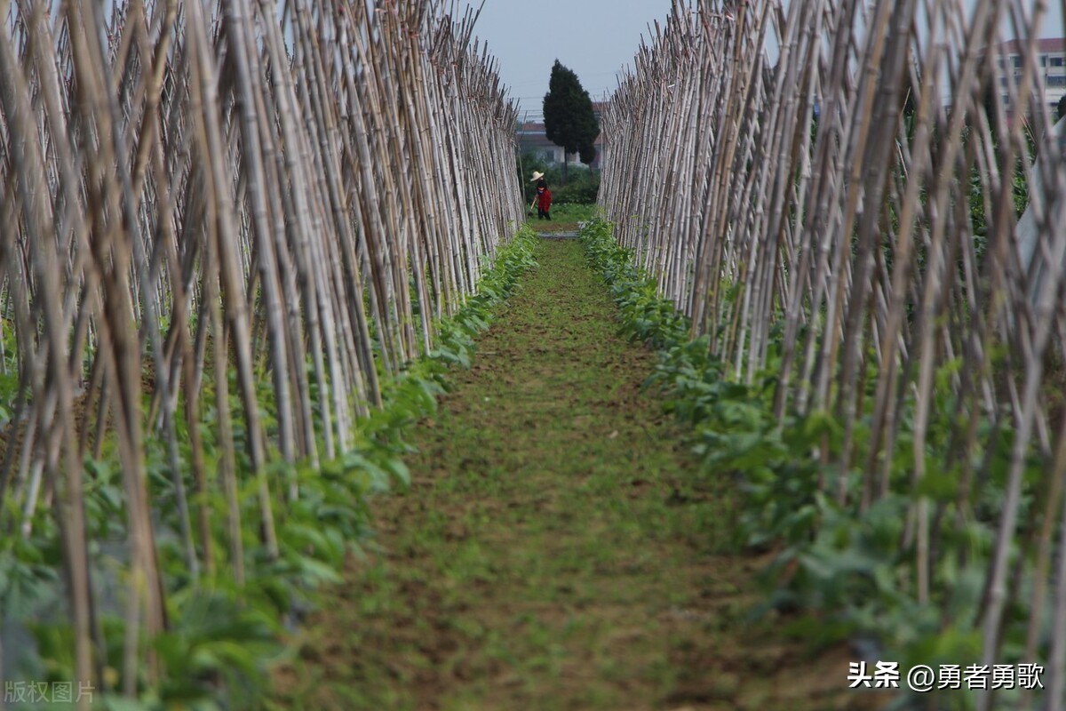 Daochang Wuwei (Thirty-seven) - iNEWS