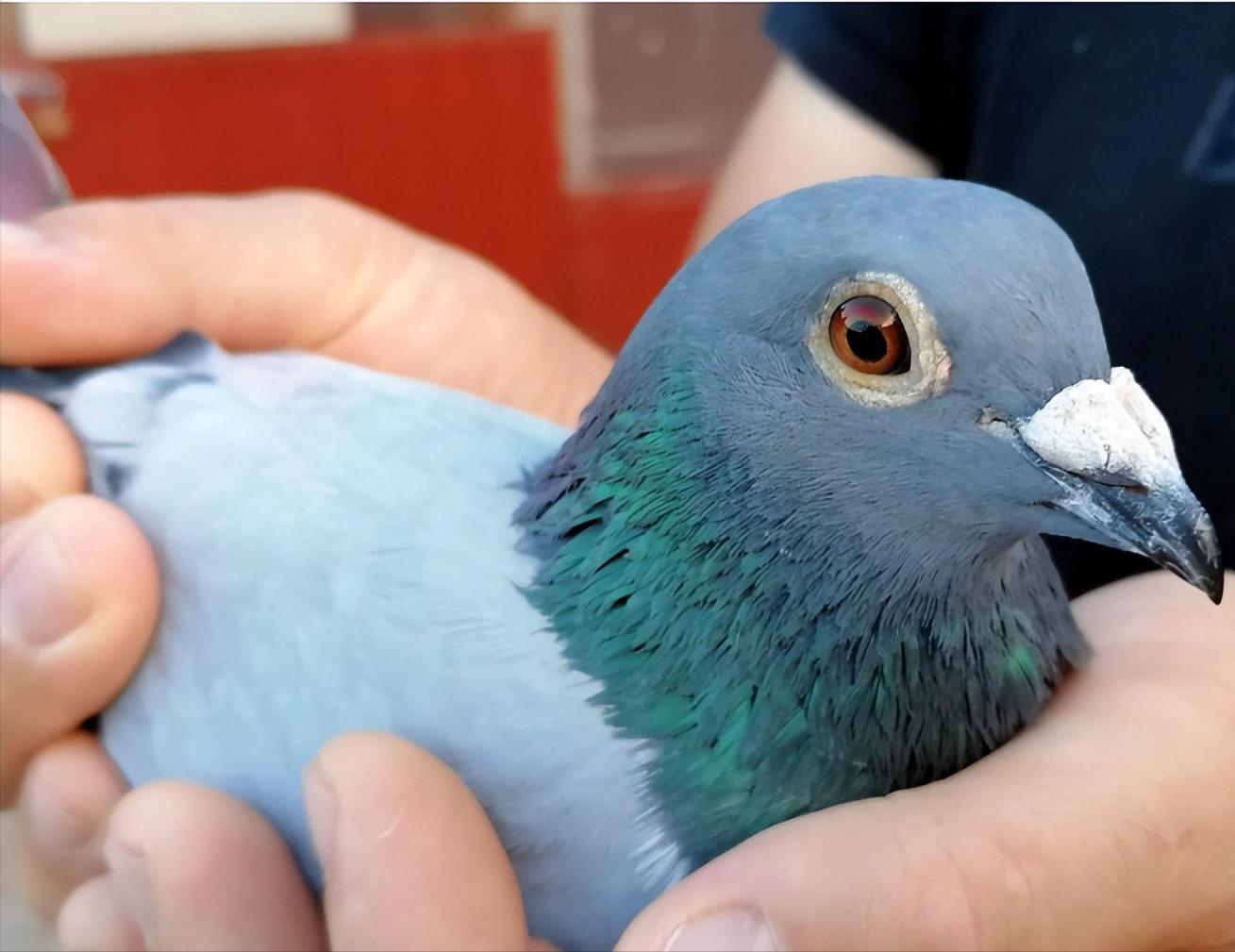 Unusual "Night Pigeon": "Queen of the Night", 1st International ...