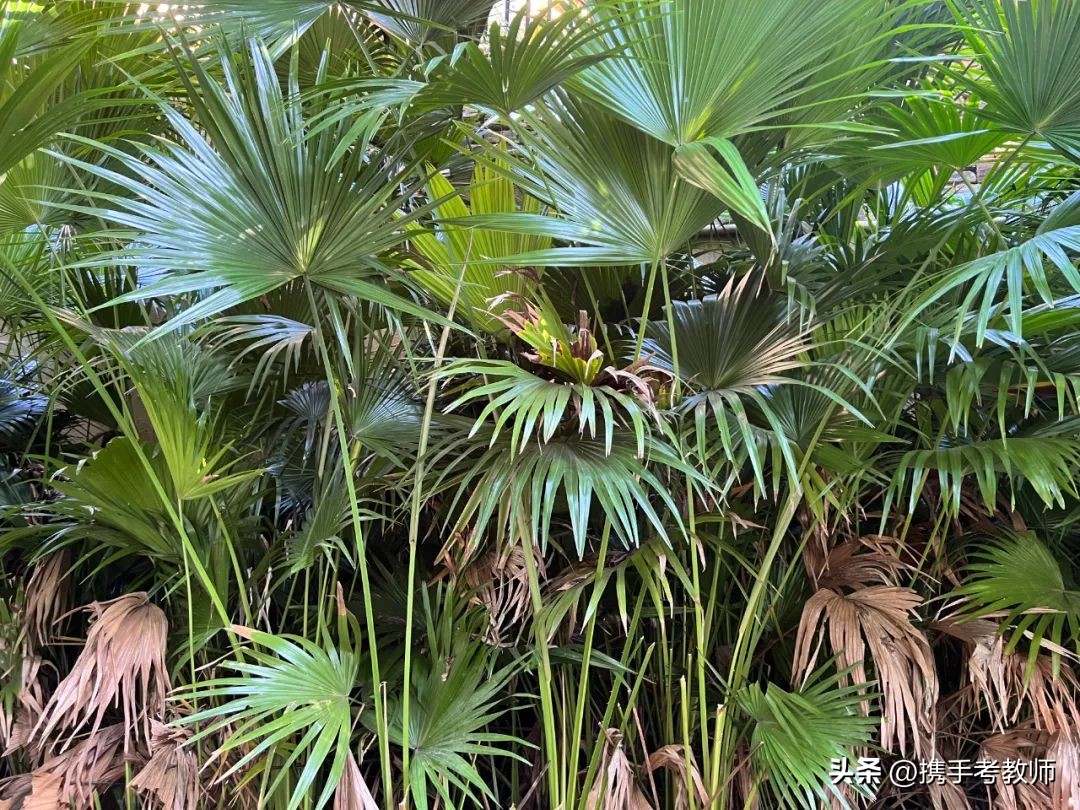 "Biology Column" Palmetto - iNEWS