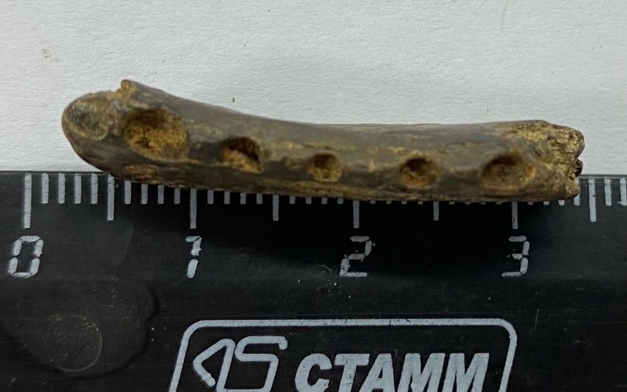 Paleontologists discover unique Paleogene reptile remains in the Urals ...