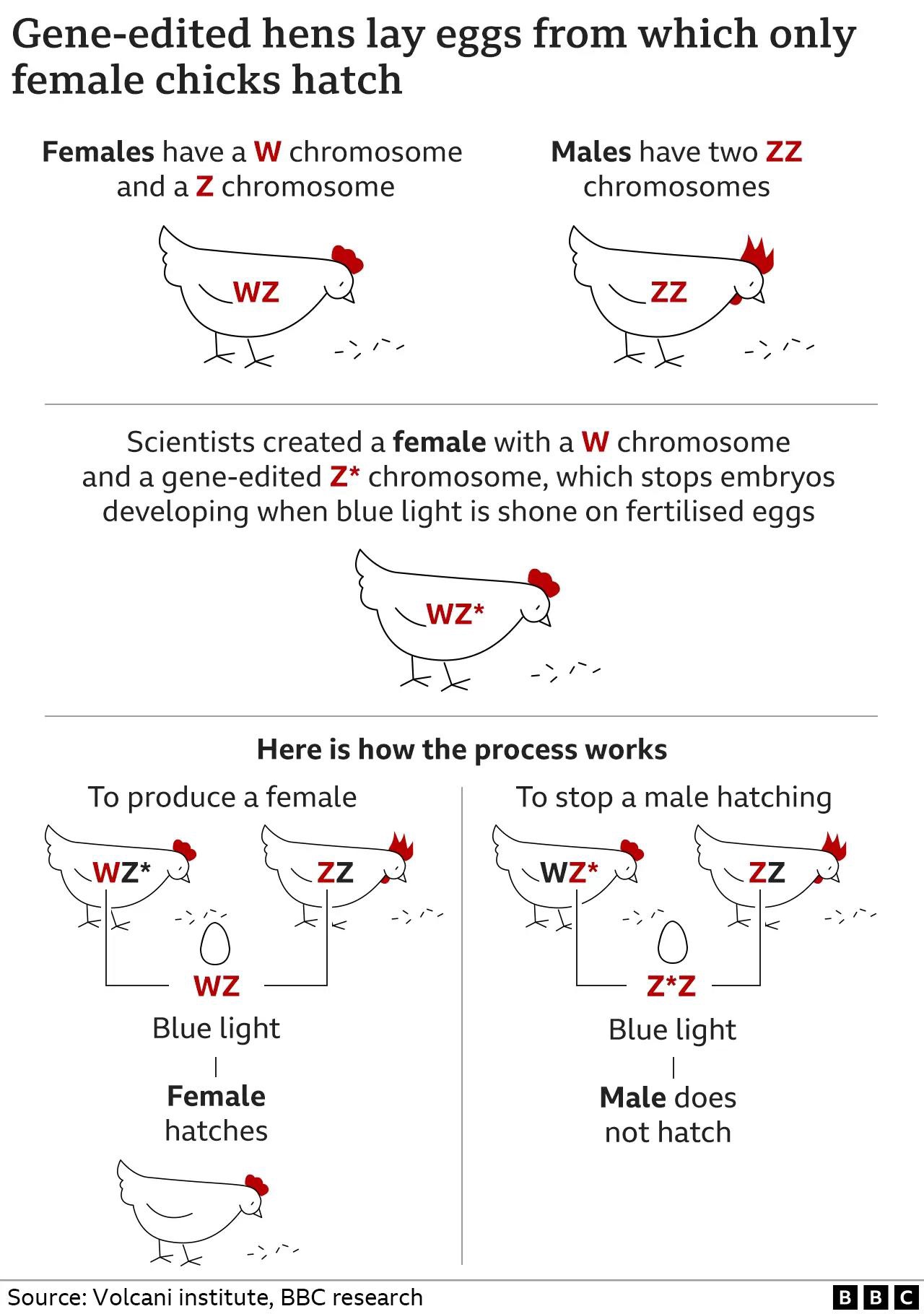 Only female chicks hatch, researchers breed gene-edited 'Golda hen' - iNEWS